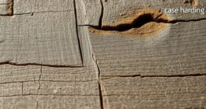 Understanding Diffuse‑Porous vs. Ring‑Porous Woods - WoodnBits