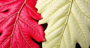 Understanding Diffuse‑Porous vs. Ring‑Porous Woods - WoodnBits